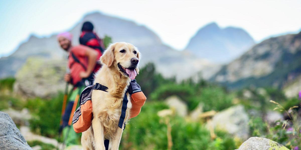 BRECKENRIDGE PET FRIENDLY LODGING & RENTALS | VisitBreck BRECKENRIDGE PET FRIENDLY LODGING & RENTALS | VisitBreck